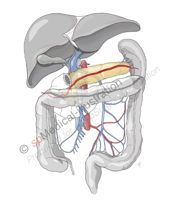 Splenic Flexure